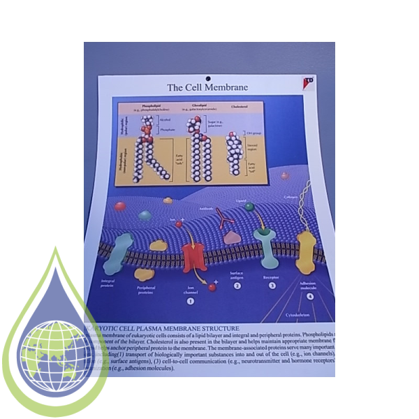 Chart, Biology, 50Cmx66Cm, Plastic, Cell Membrane